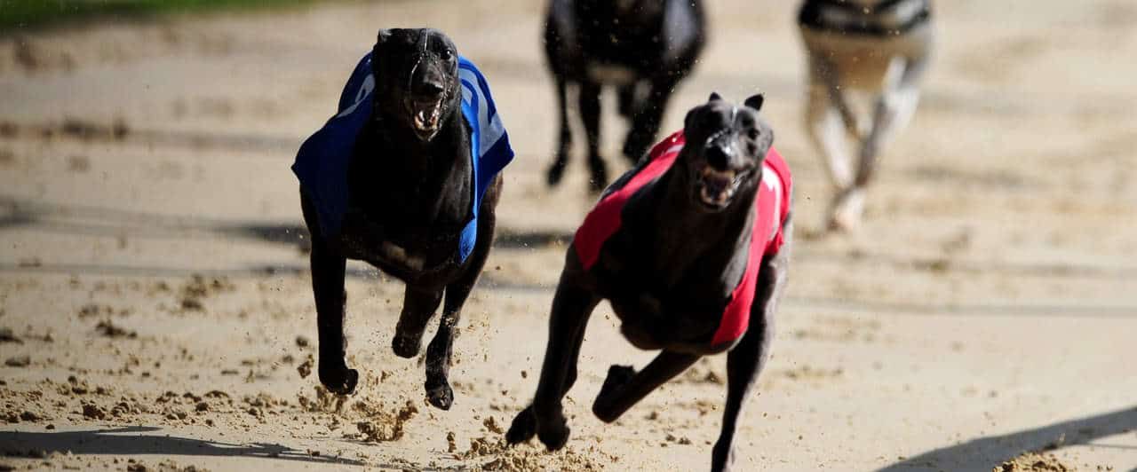 El Greco can roar to success at Romford