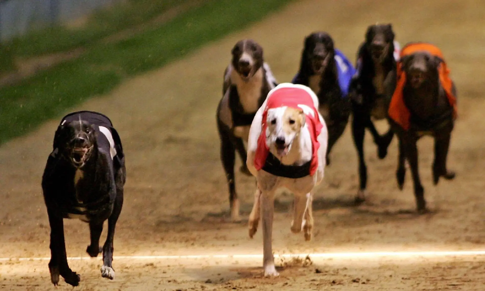 Greyhound Derby winners list: Every winner since 1927